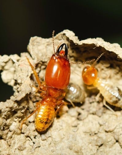 Macrotermes gilvus (SubterraneanTermites)- Fact